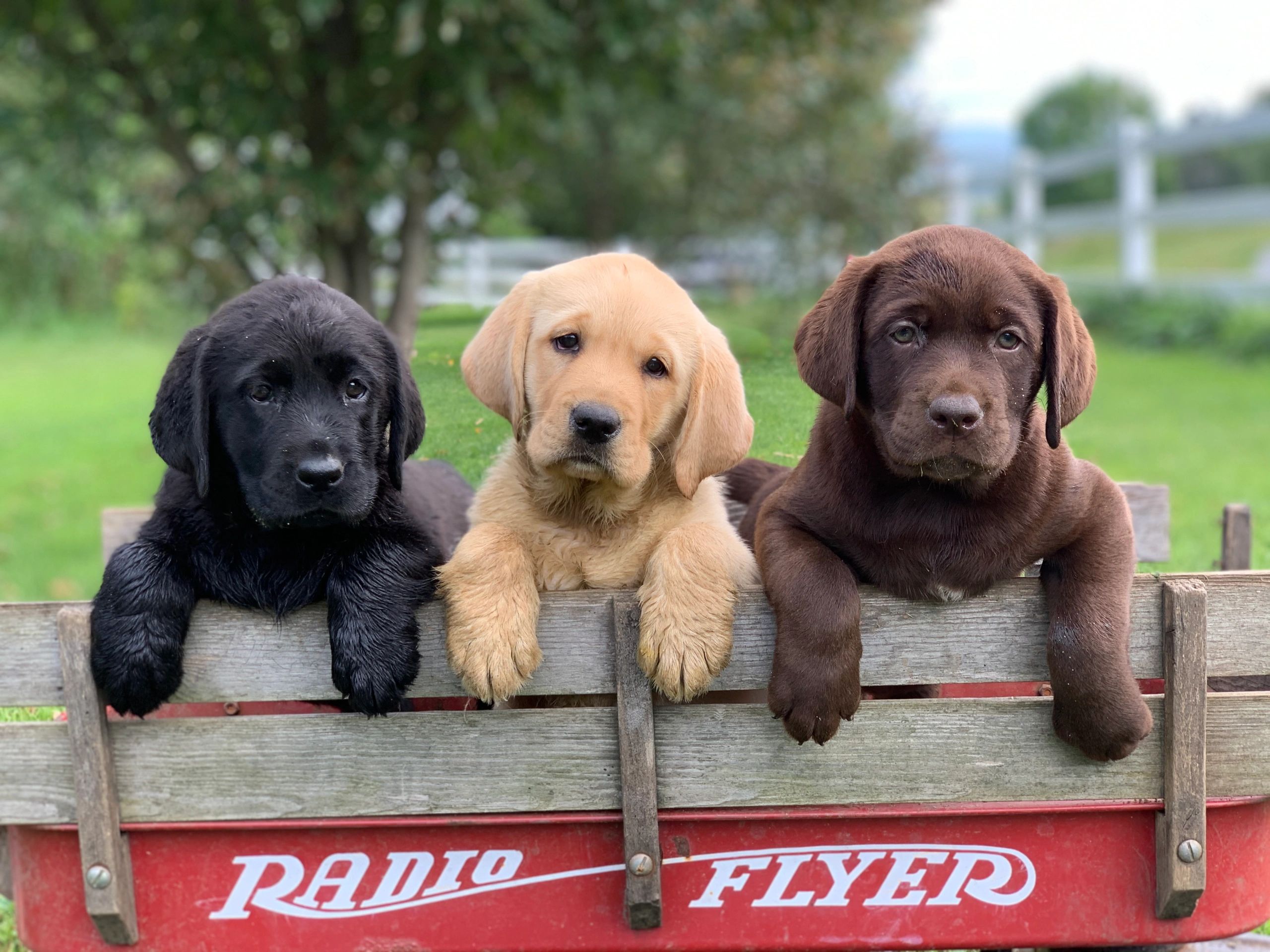 English Lab Puppies