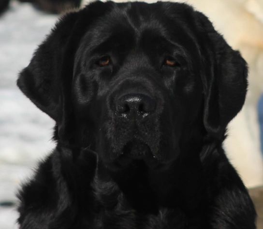 Where Are Labradors Native To