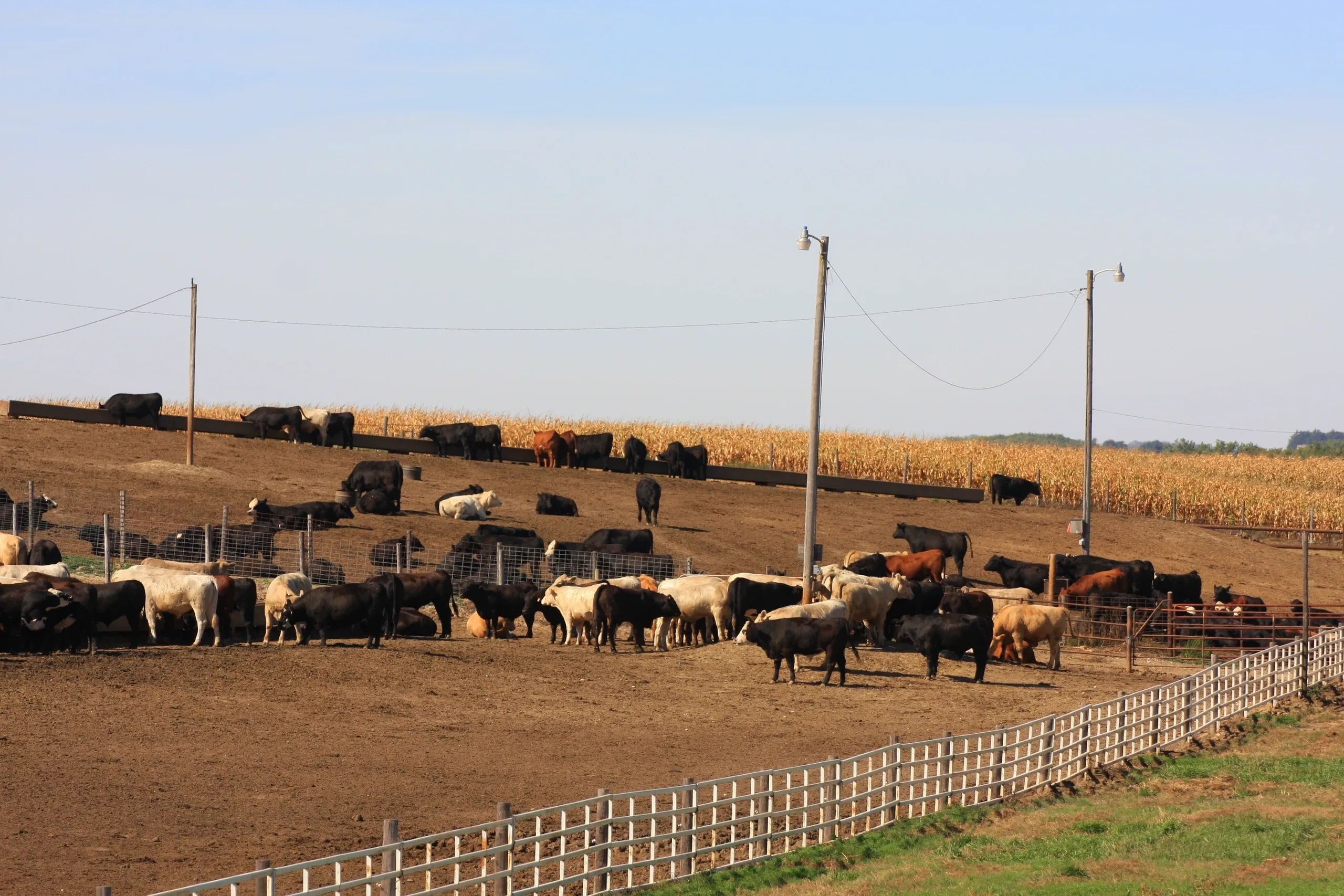 Custom Cattle Feedlots Nebraska Bill To Exempt Feedlots From Brand