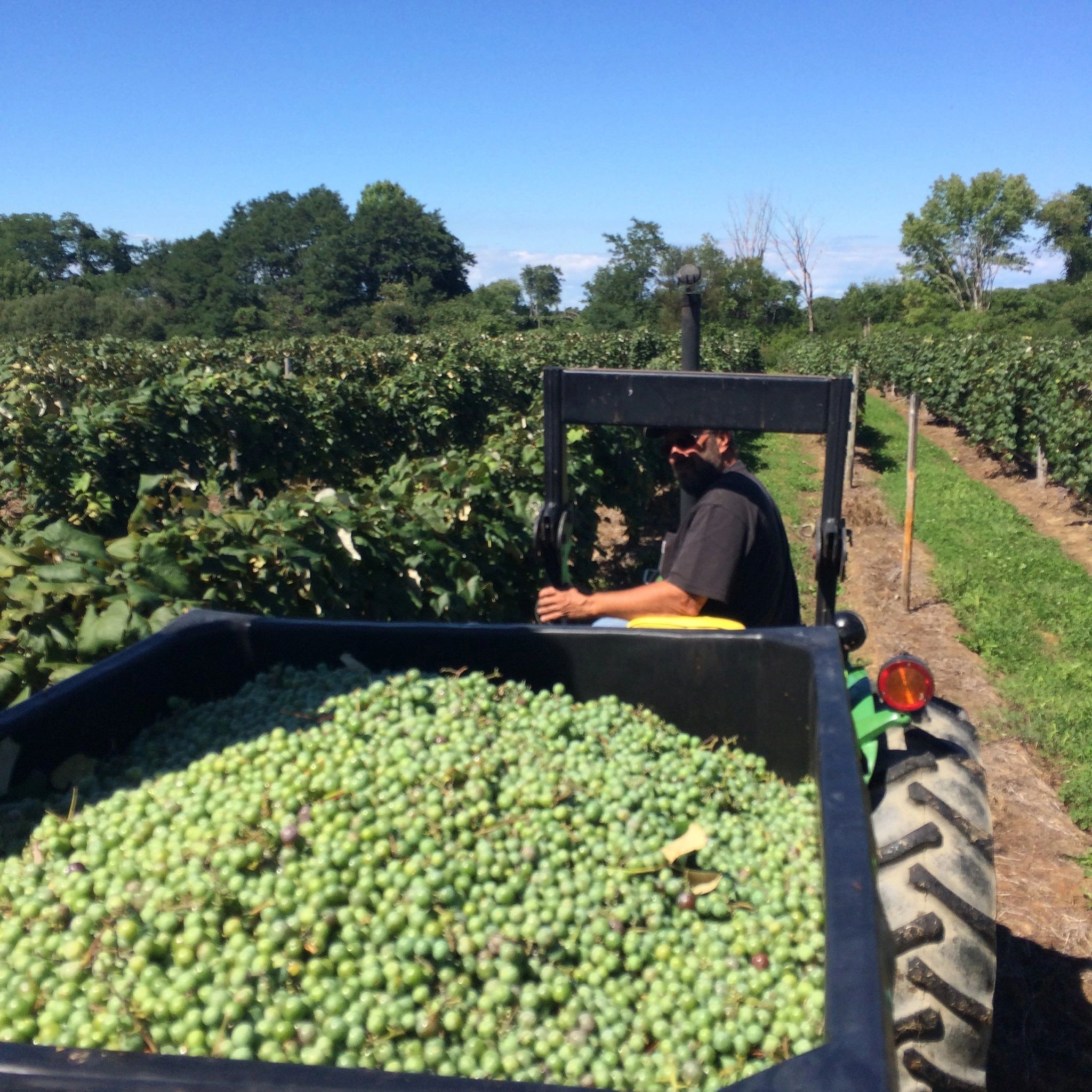 Grape Boxes of Western New York - Grape Bins