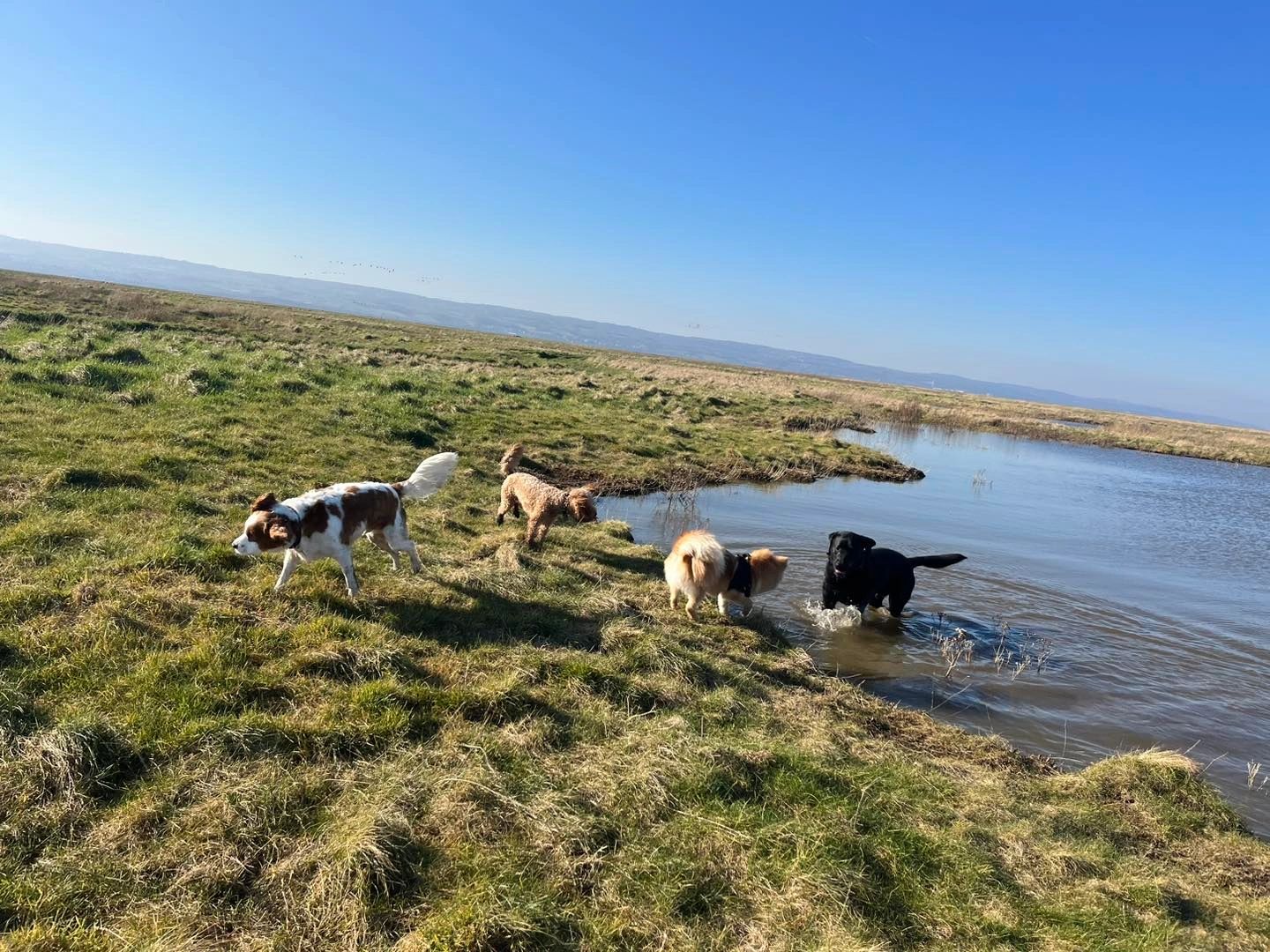 Dog Walking & Pet Services in Neston, Parkgate, Thornton Hough ...