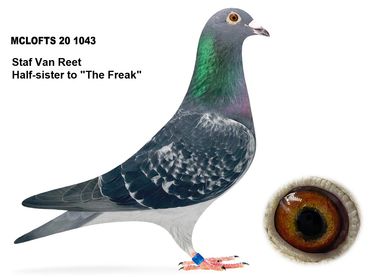 Staf Van Reet Photos