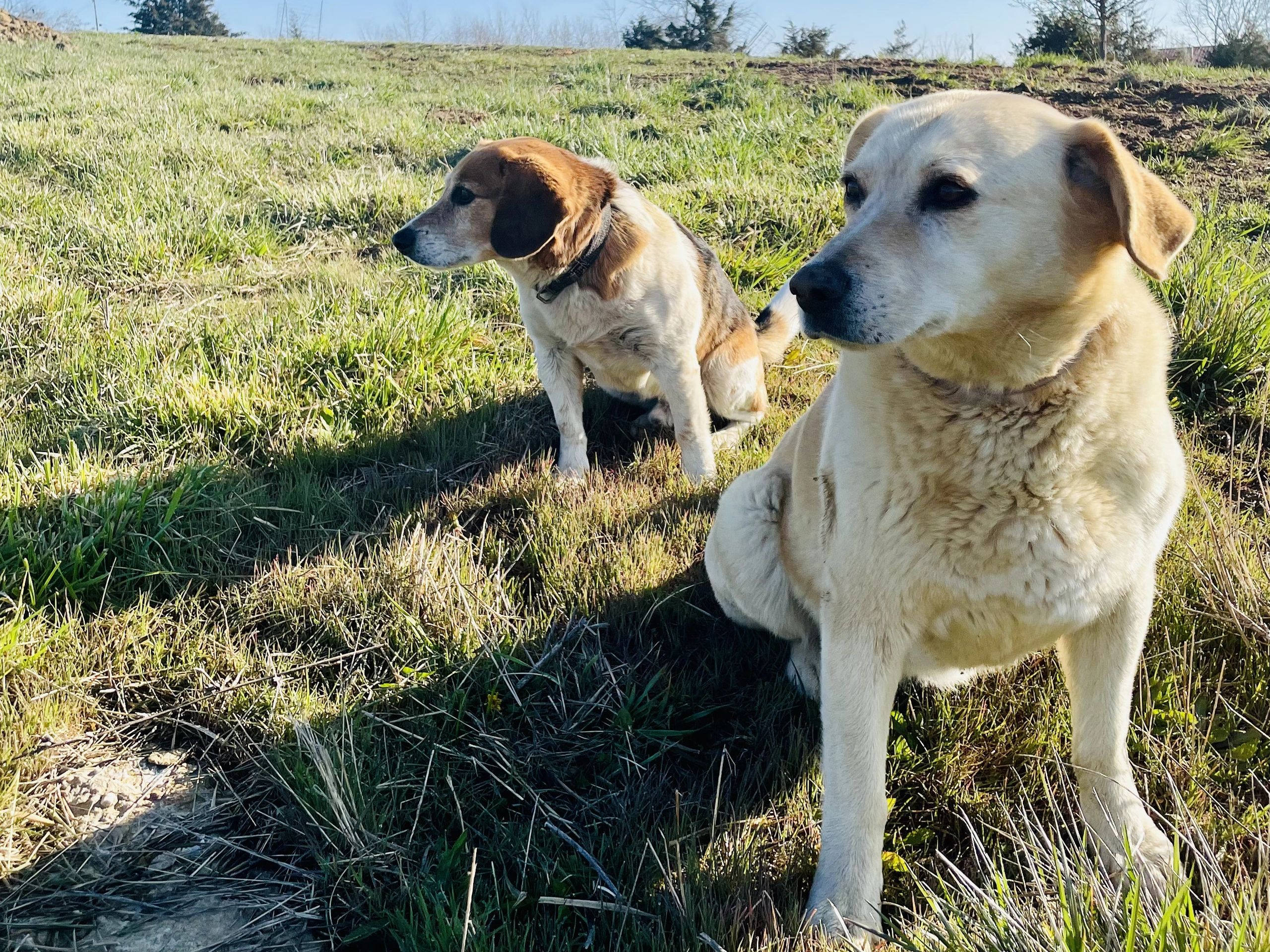 Meet the Farm Dogs