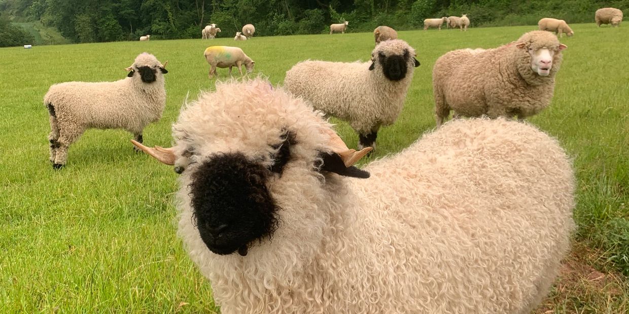 Scrapie & Genotyping