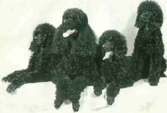 Degana Poodles