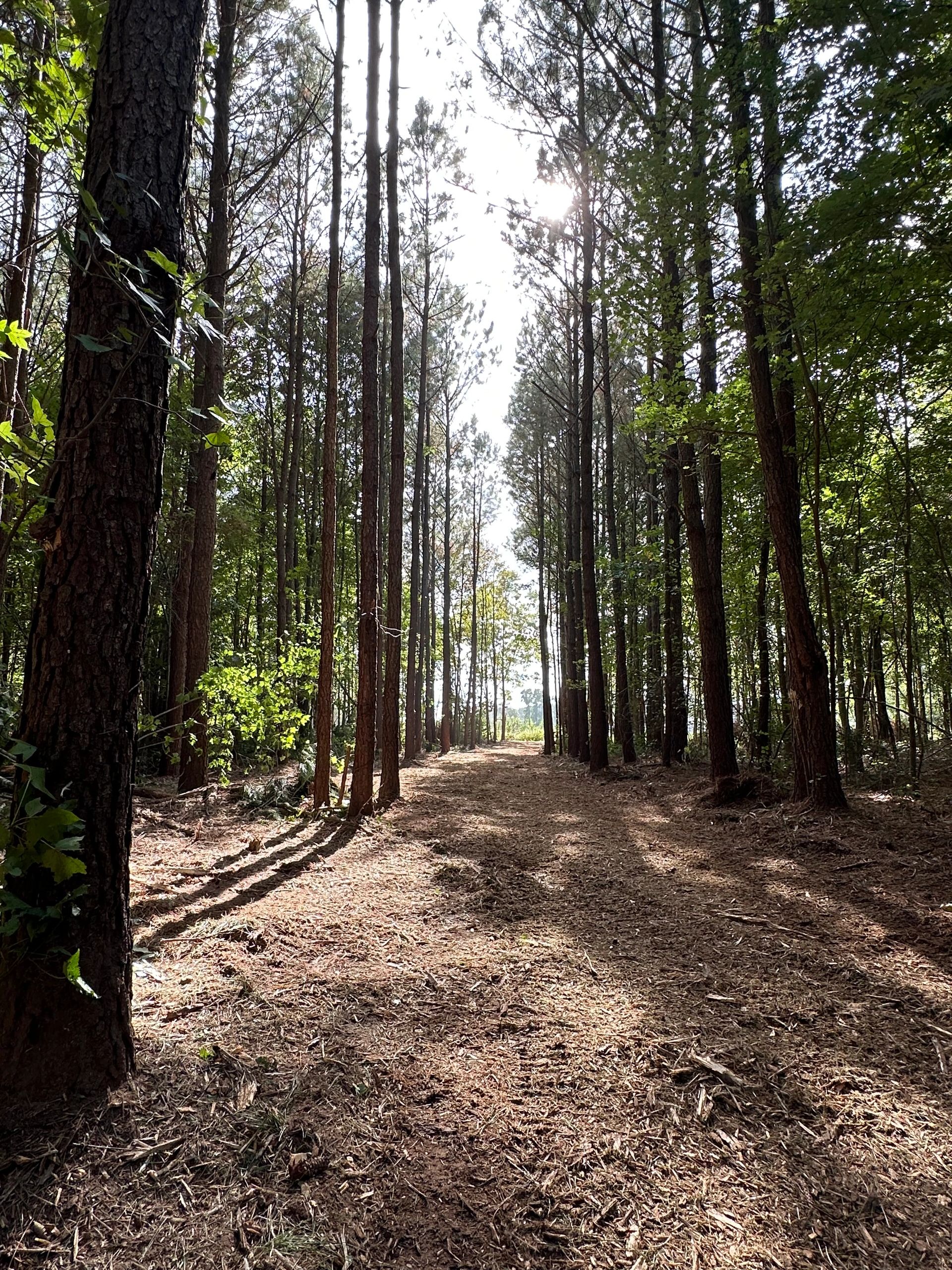 Forestry Mulching - Stevens Forestry Mulching