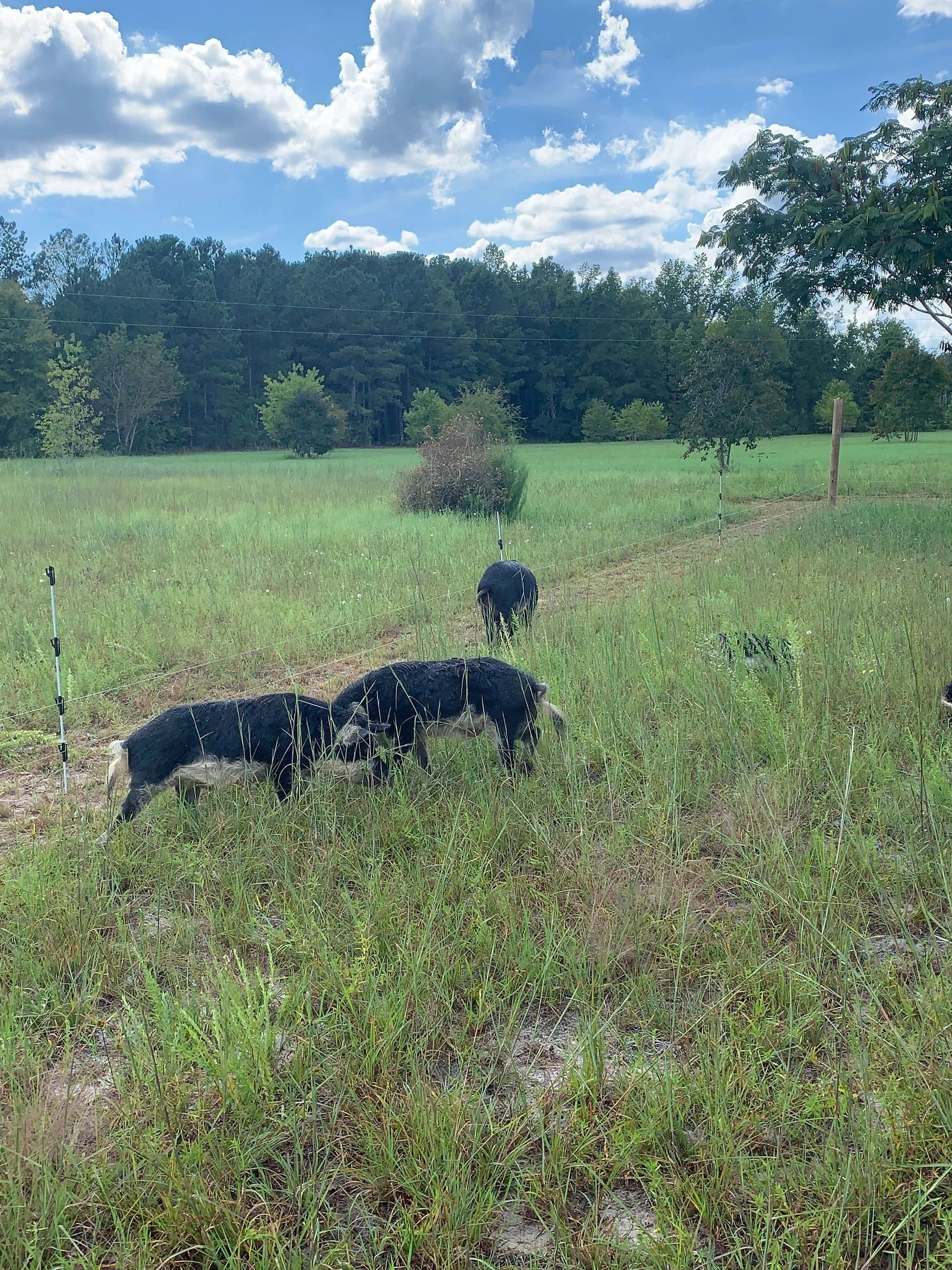 Freeman Farms - Mangalitsa Pigs, Red Meat Pigs