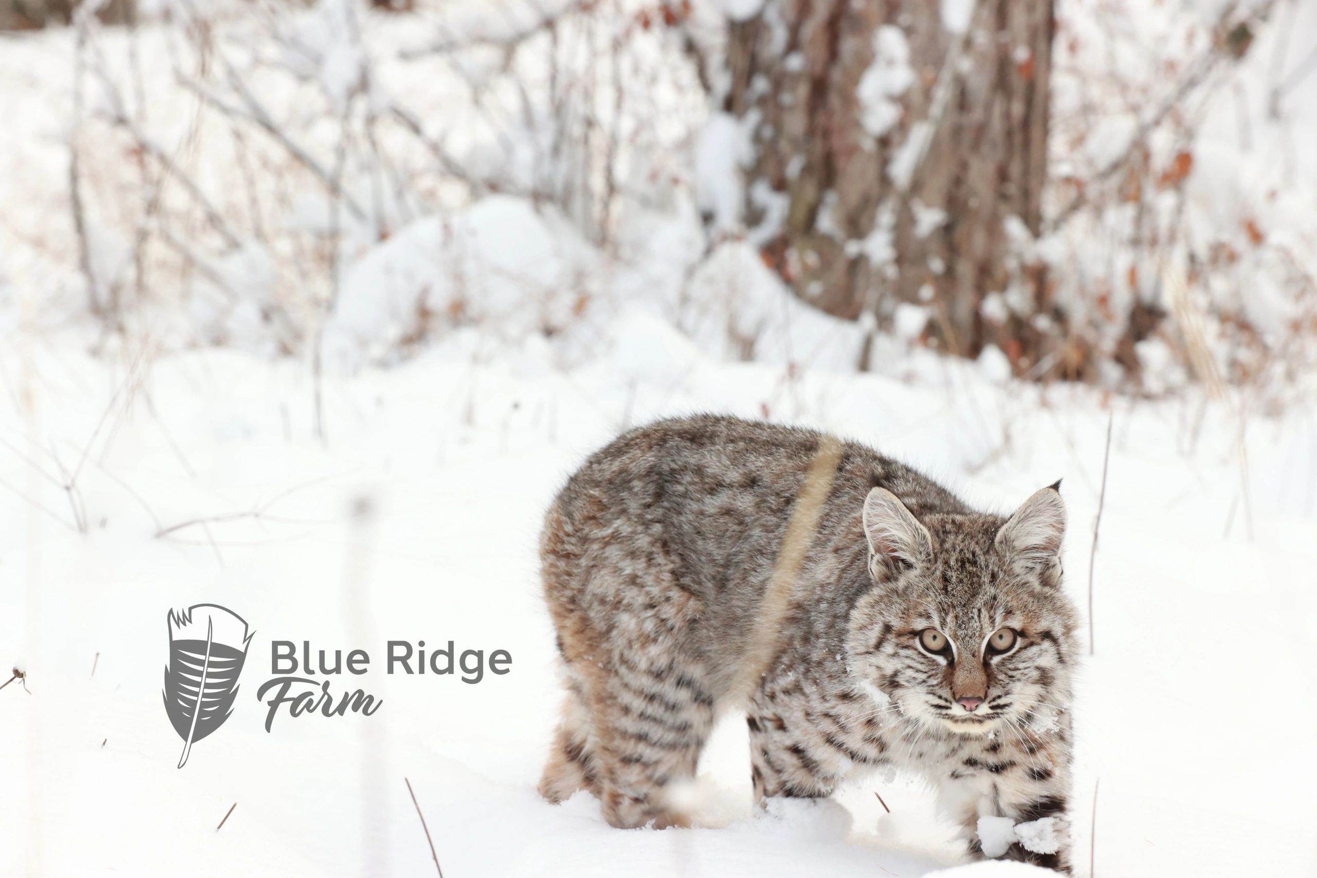 The Benefits of Habitat Management