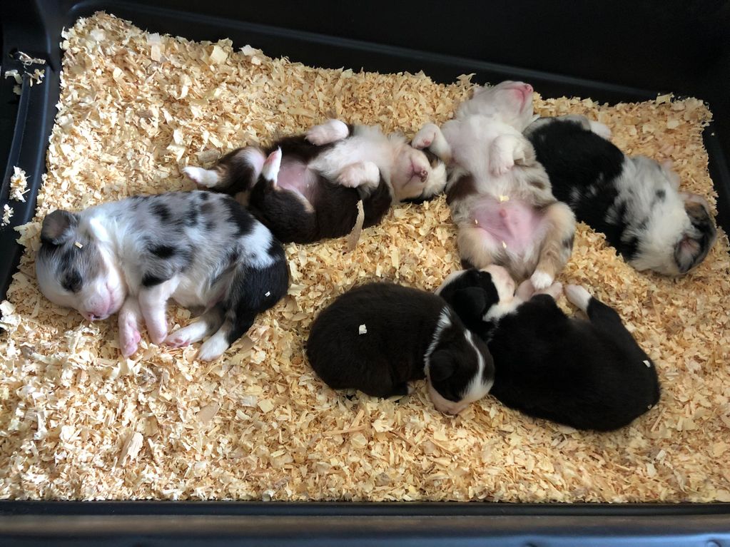 Toy Australian Shepherd Puppies for Sale - Tiny Aussies | Tiny Aussies