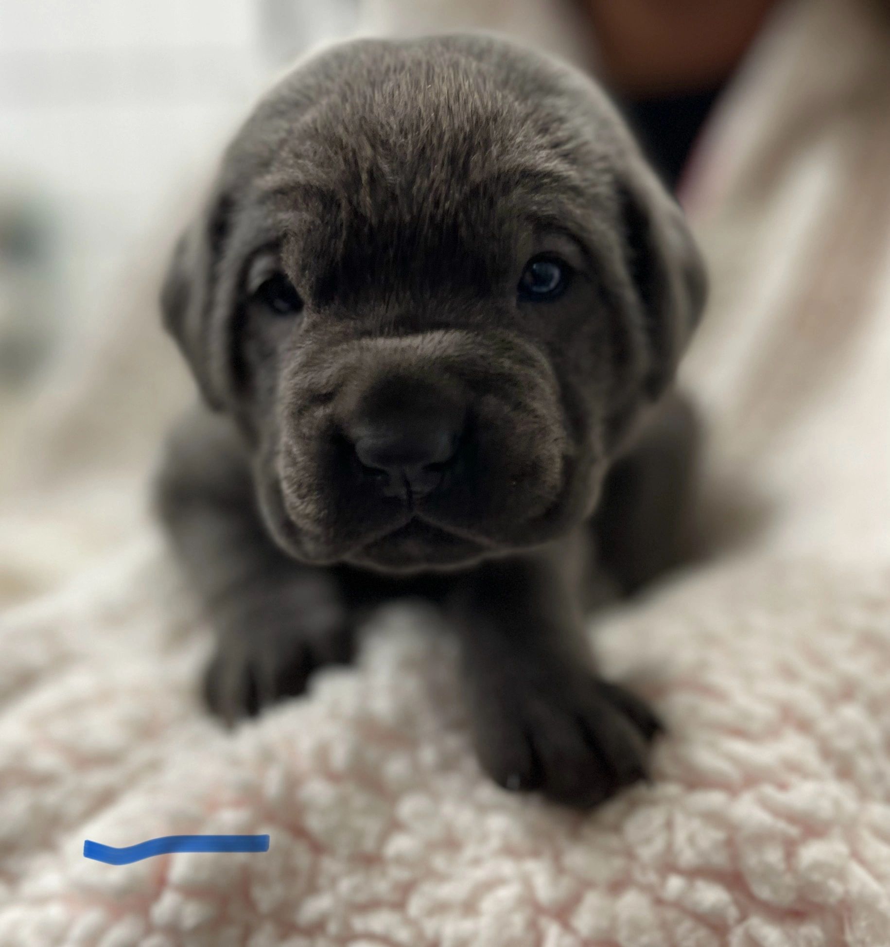 Silver State Cane Corso