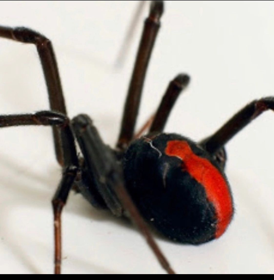 Woombye pest management