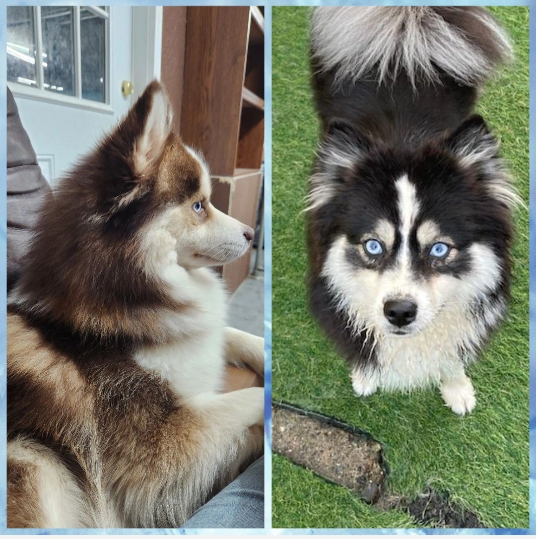 Pomsky Breeder - Quality Miniature Huskies