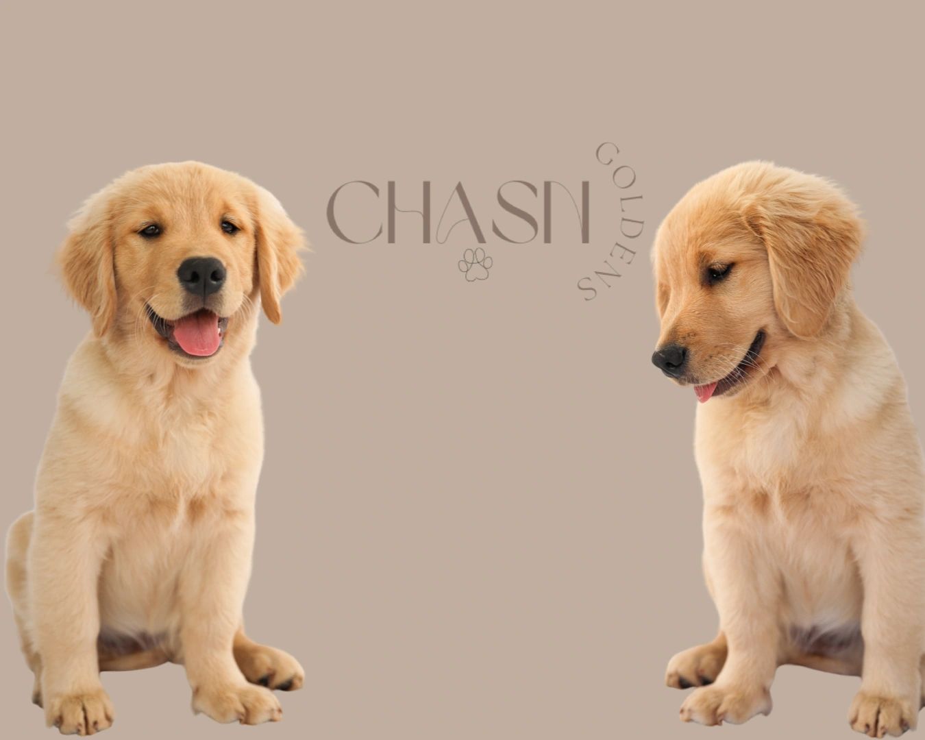 CHASNGOLDENS