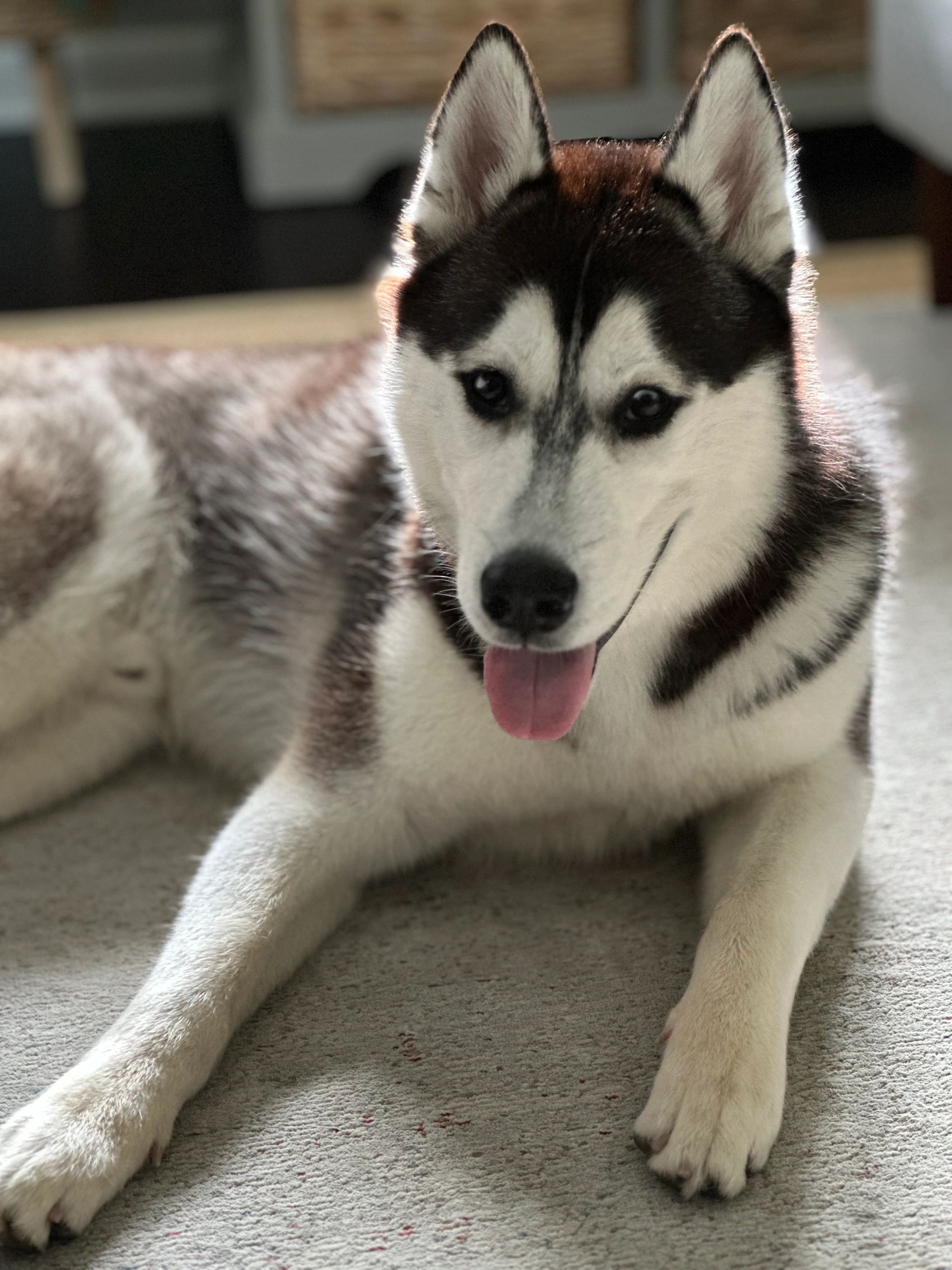 Siberian Husky Dogs 101