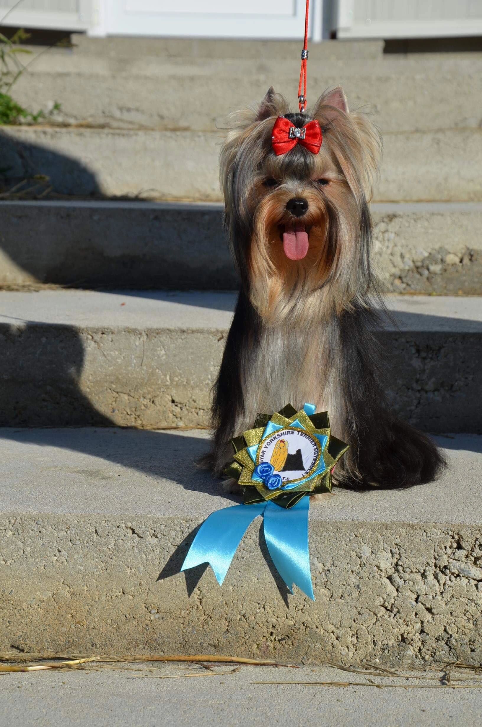 Darling Little Yorkies - Yorkshire Terrier, Pets, Yorkie Puppies