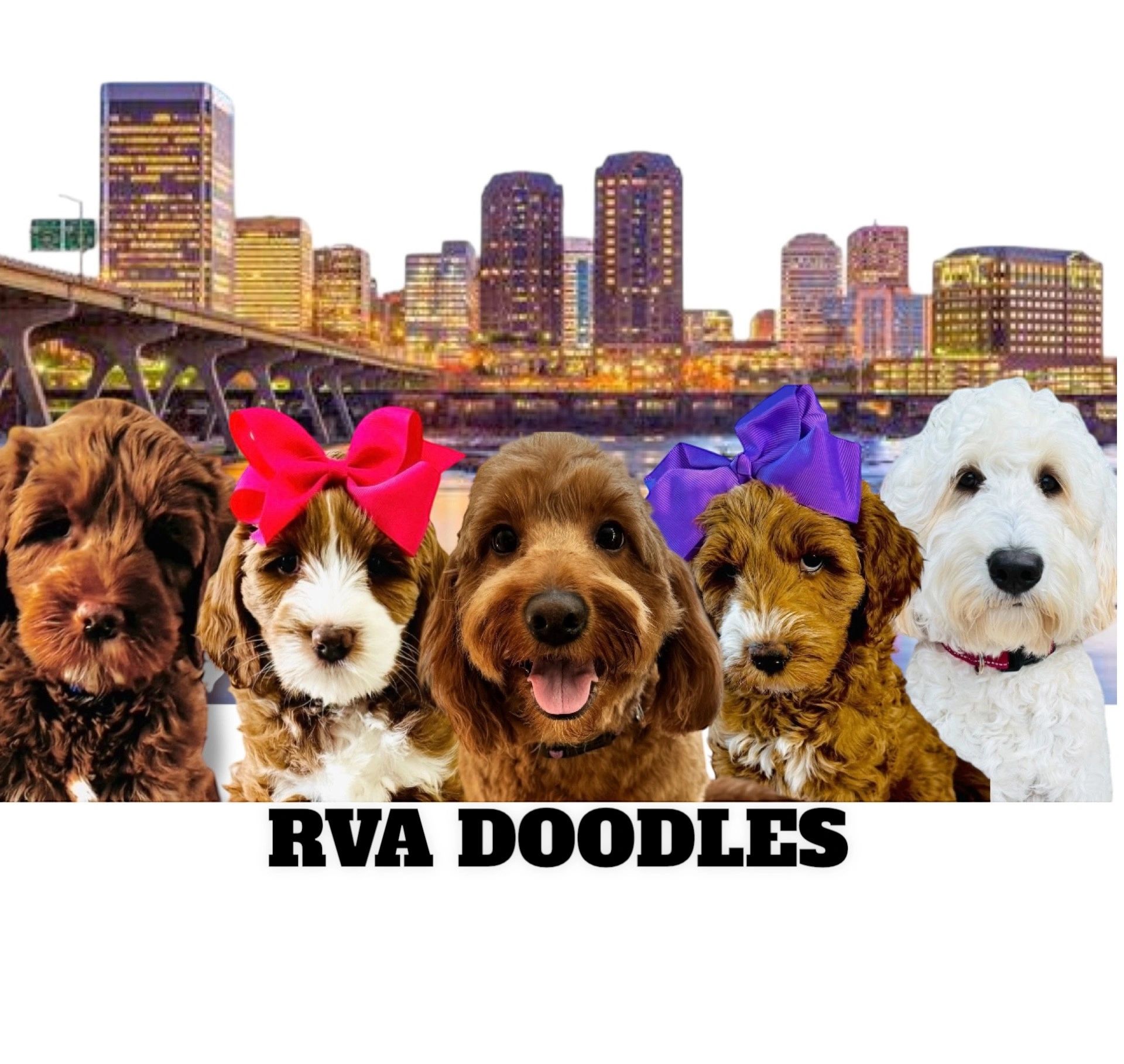 Mini and Medium Goldendoodle Puppies for Sale in Virginia