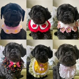 BIRTHDAY/GROOMING/PARTY NECK BIB - LOTS OF DESIGNS!