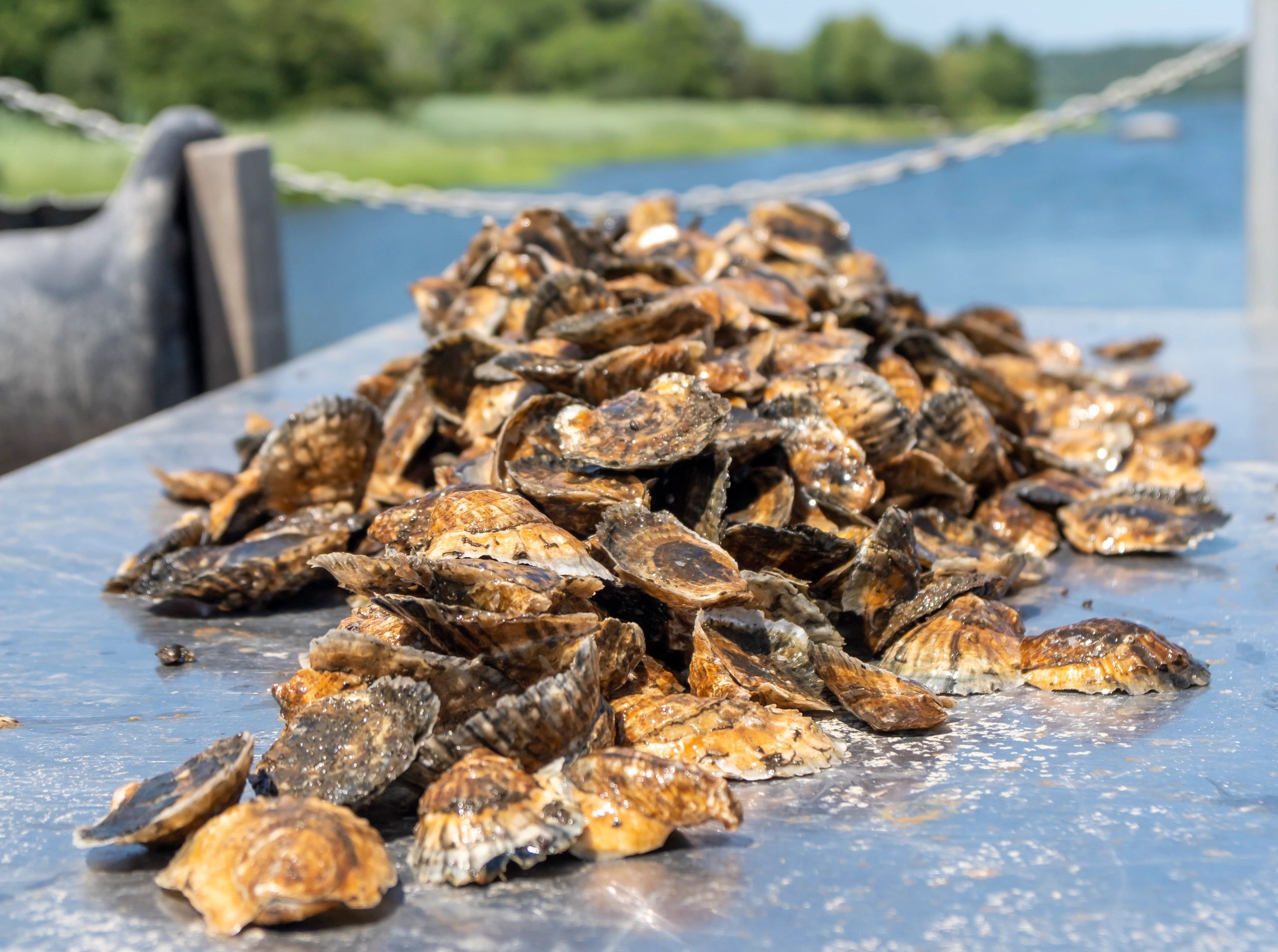 Species Spotlight: Eastern Oyster