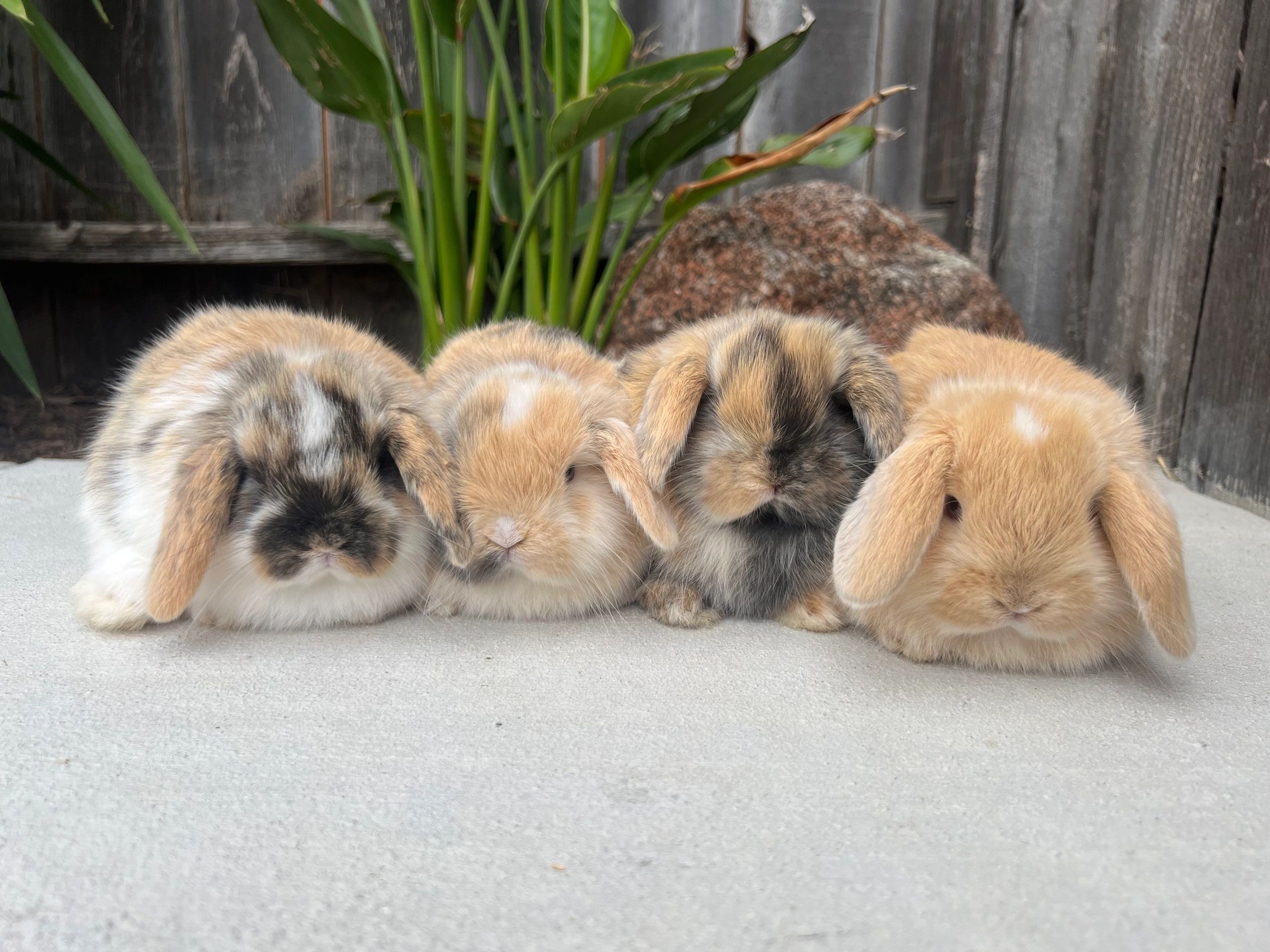 Available Bunnies | SoCal Bunny Love