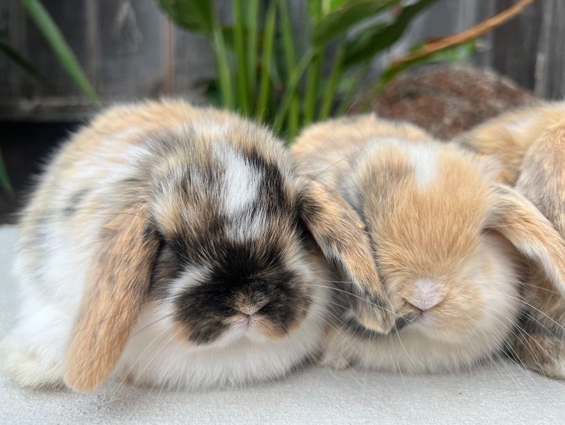 Available Bunnies | SoCal Bunny Love