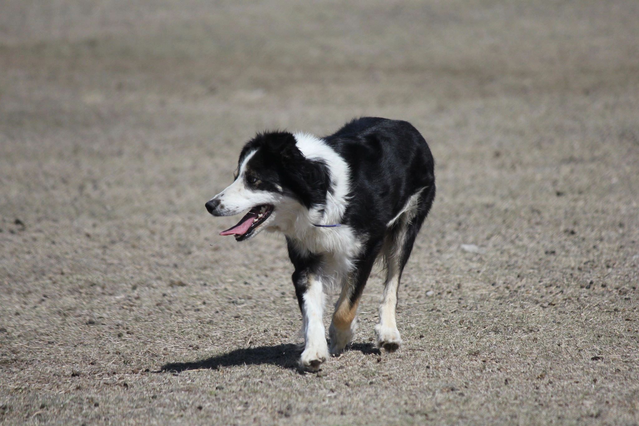 How To Train Your Border Collie To Herd Cattle