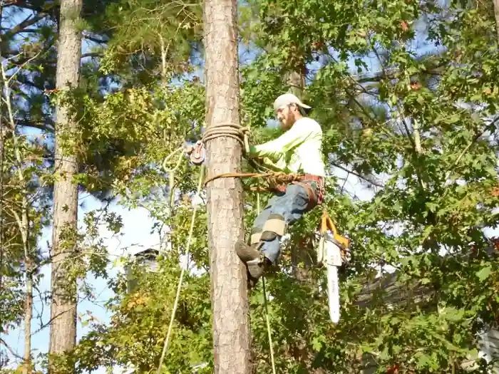 Amigo Tree Service Removal Stump Grinding Cary NC