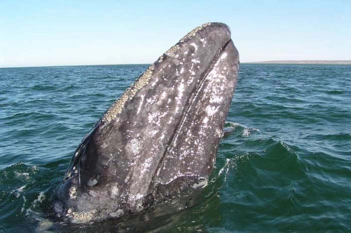 The Gray Whale’s Silent Cry: A West Coast Wake-Up Call