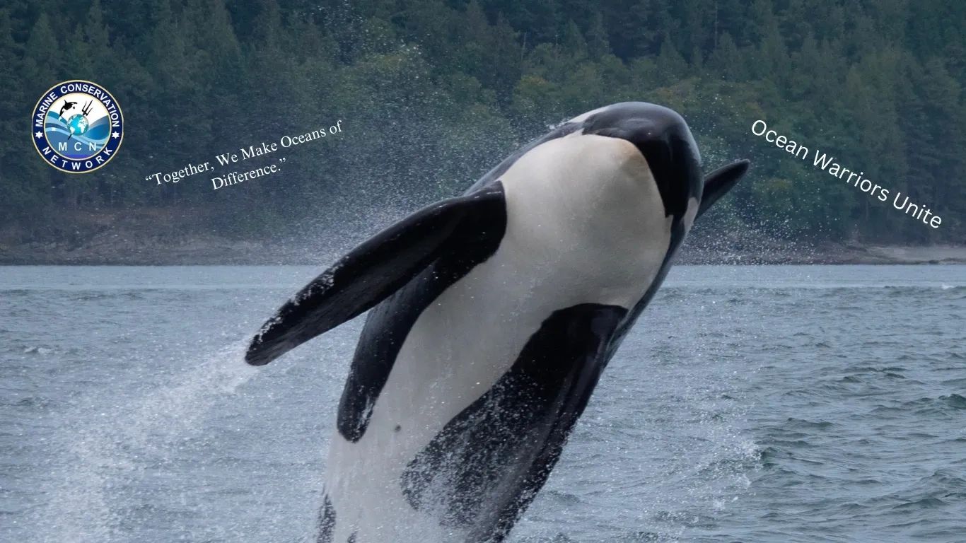 Home [marineconservationnet.org]