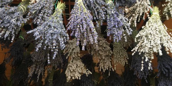 Full Bloom Lavender - Lavender Farm - Vancouver, British Columbia