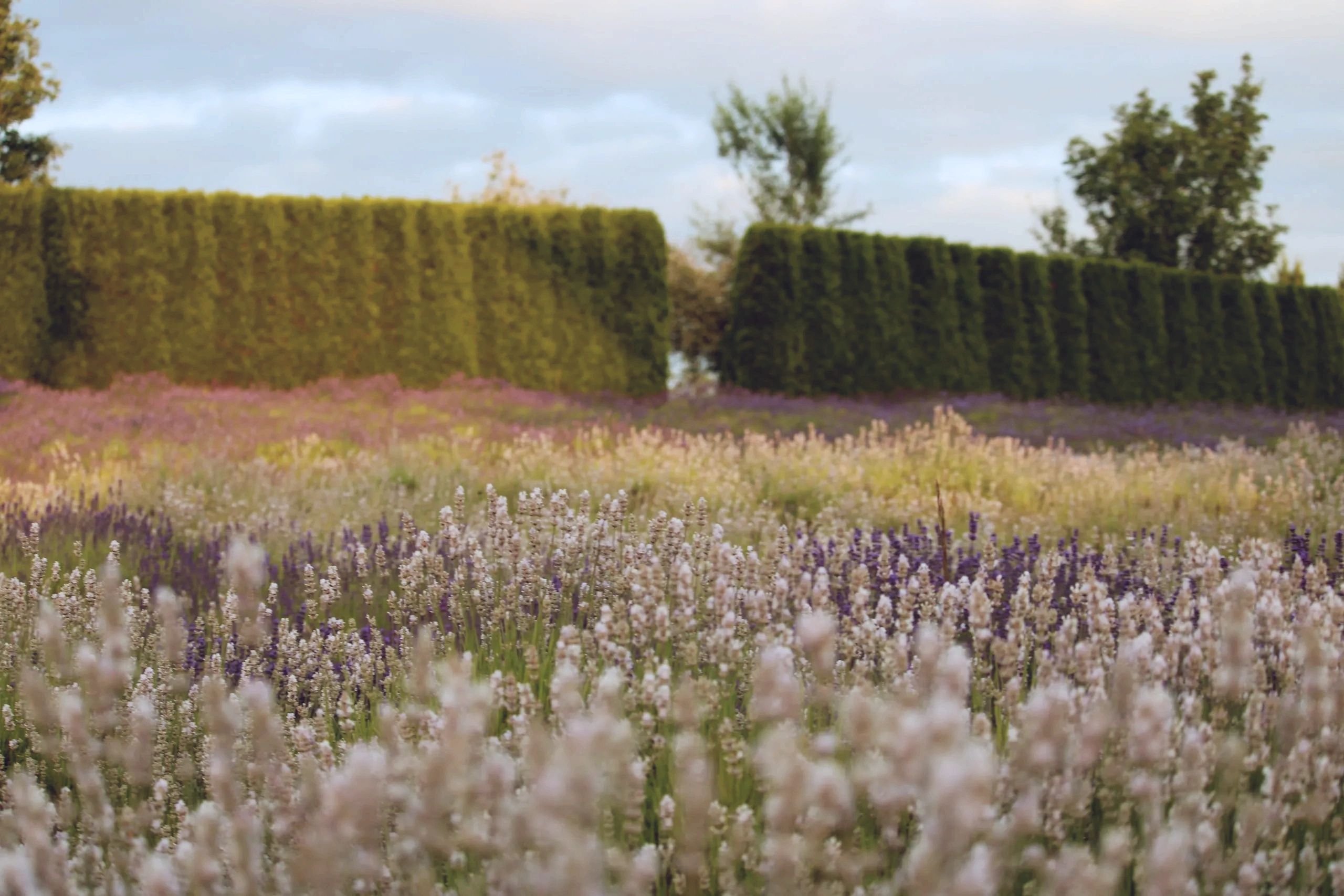 Full Bloom Lavender - Lavender Farm - Vancouver, British Columbia