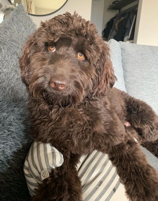 Are Labradoodles Cuddly