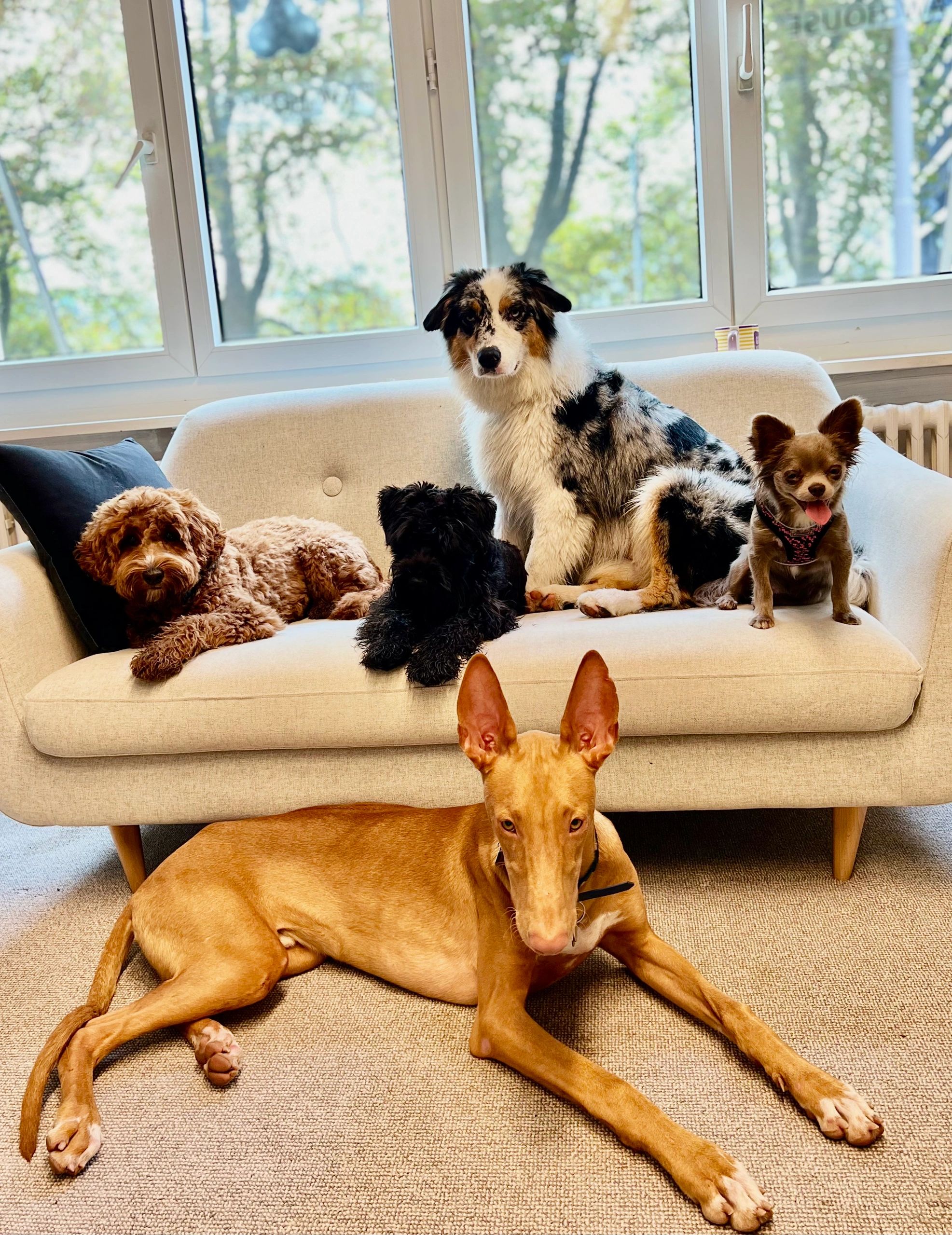 Daycare, Grooming - The Paw House - Zürich, Zurich