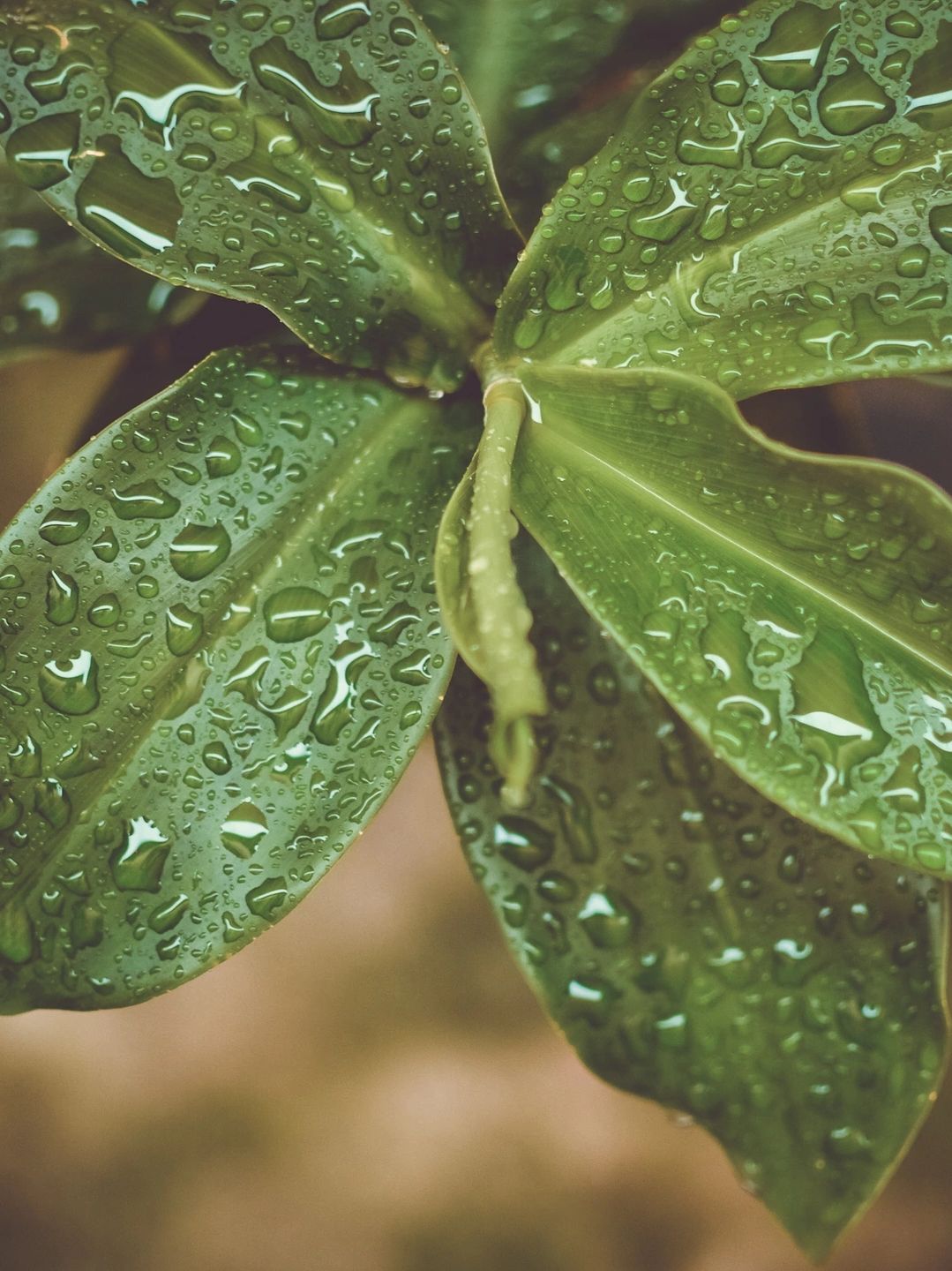 Contact | Red Oak Commodities