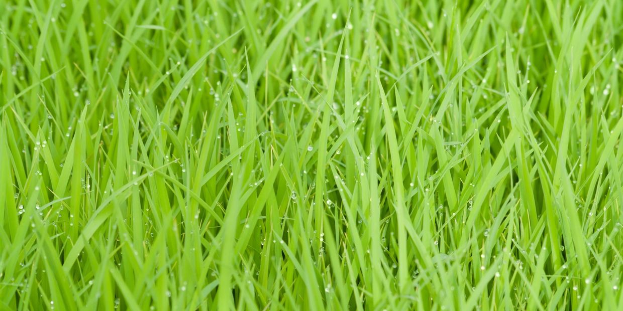 GOT GRASS LLC