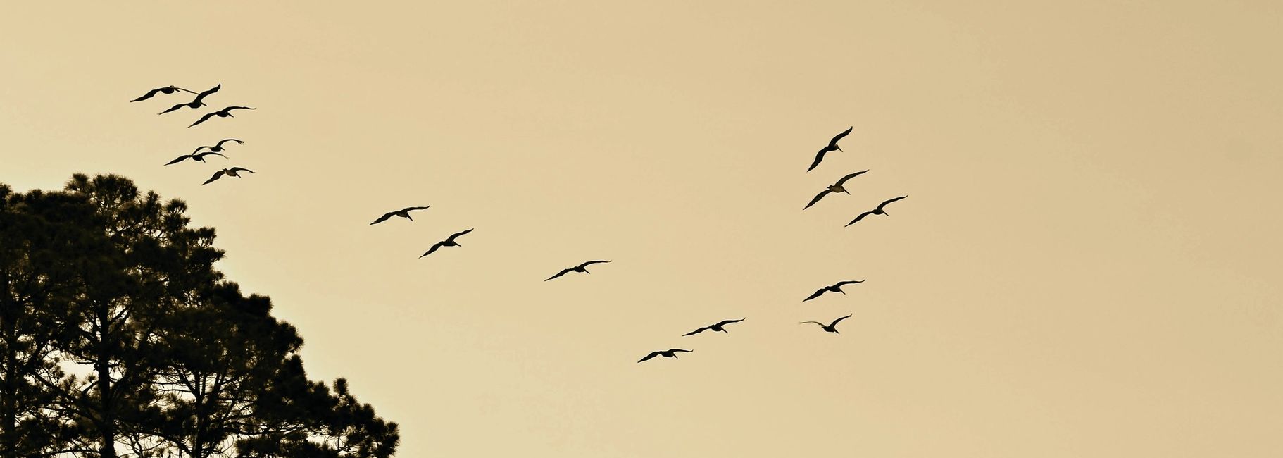 Particle Swarm Optimization | Seyedali Mirjalili