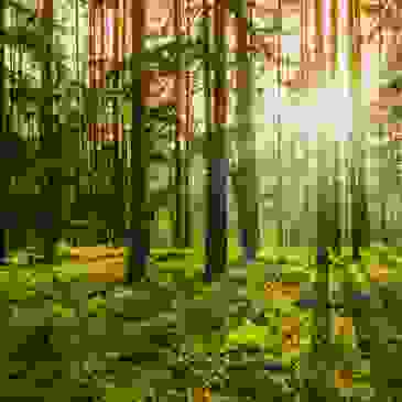 Tree Wizard LLC - Tree Service, Arborist