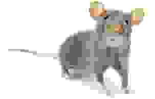 Coach Karli Dog Training