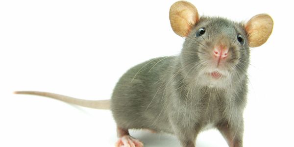 SLP Property and Garden Maintenance