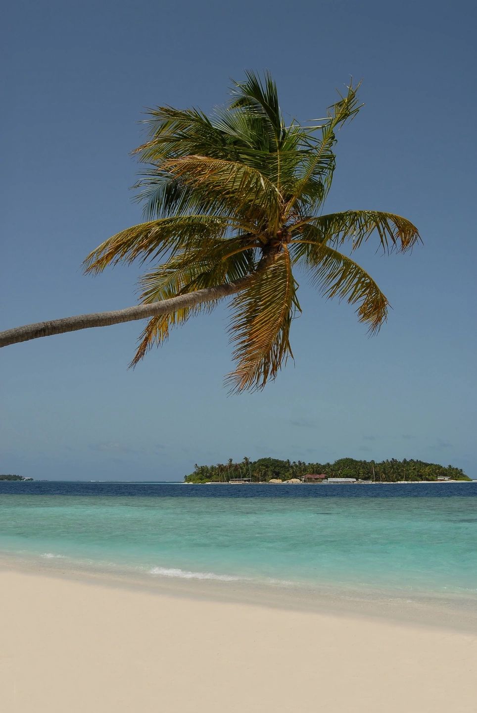 Three Palms Dominicus