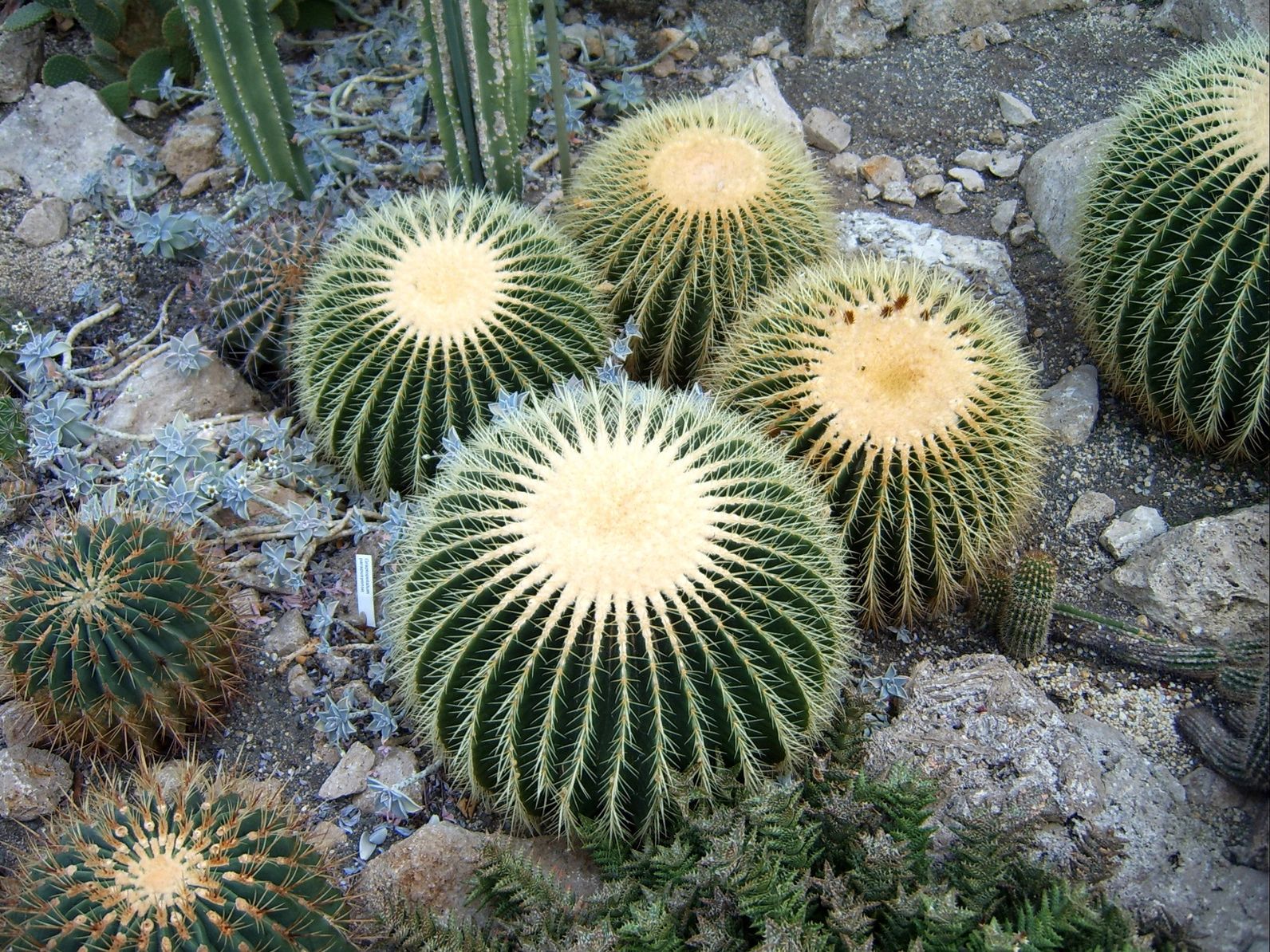 Ghost Cactus Properties