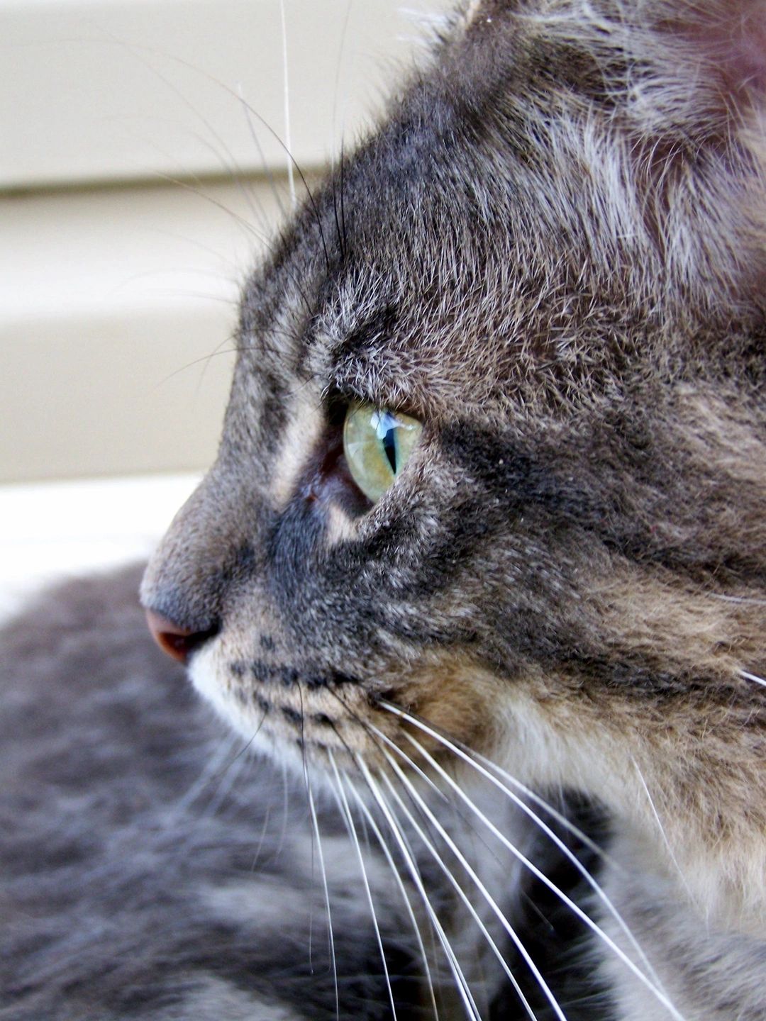 MY CAT