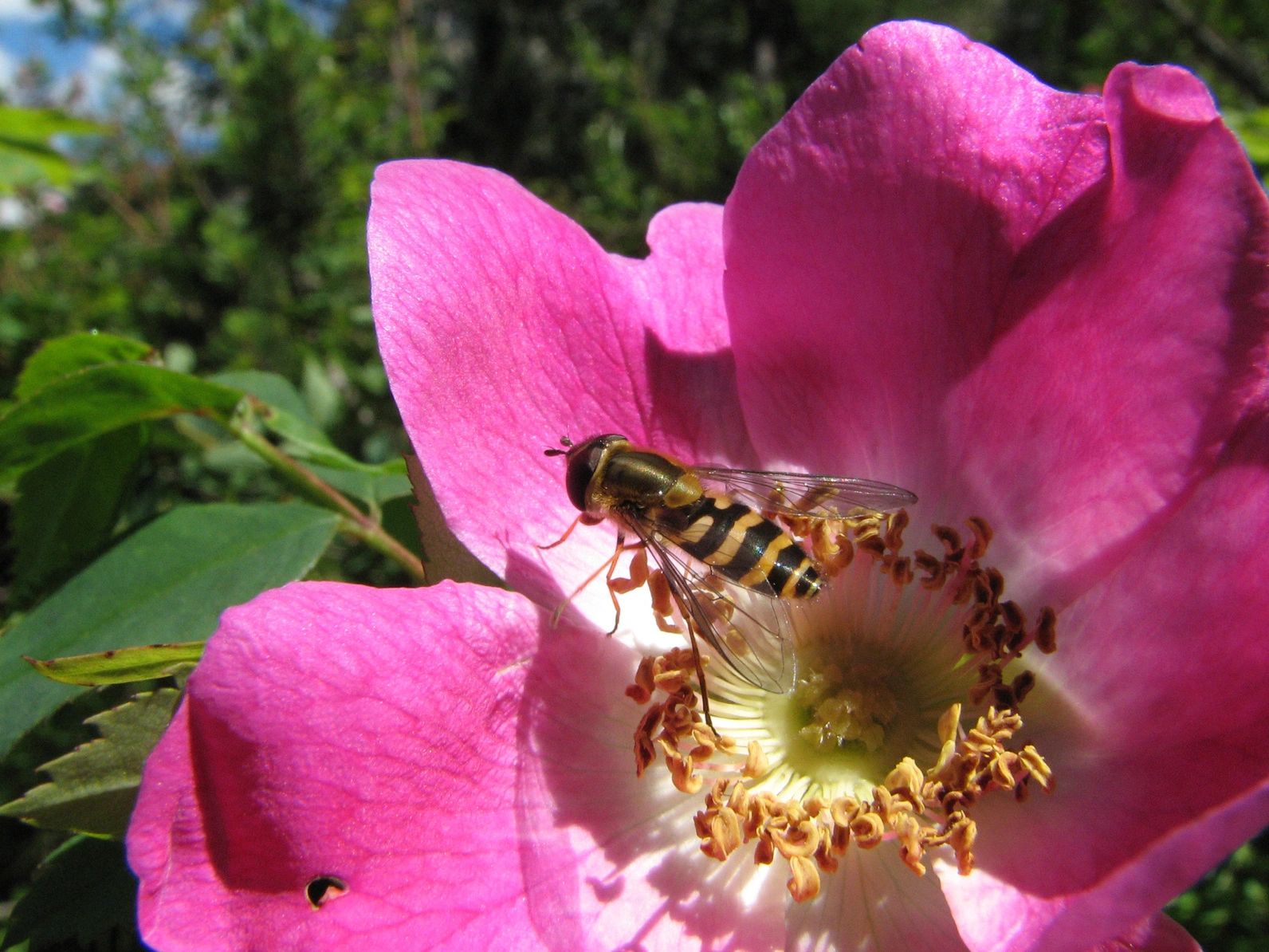 5 Naturescaping Tips for Creating a Backyard Wildlife Garden