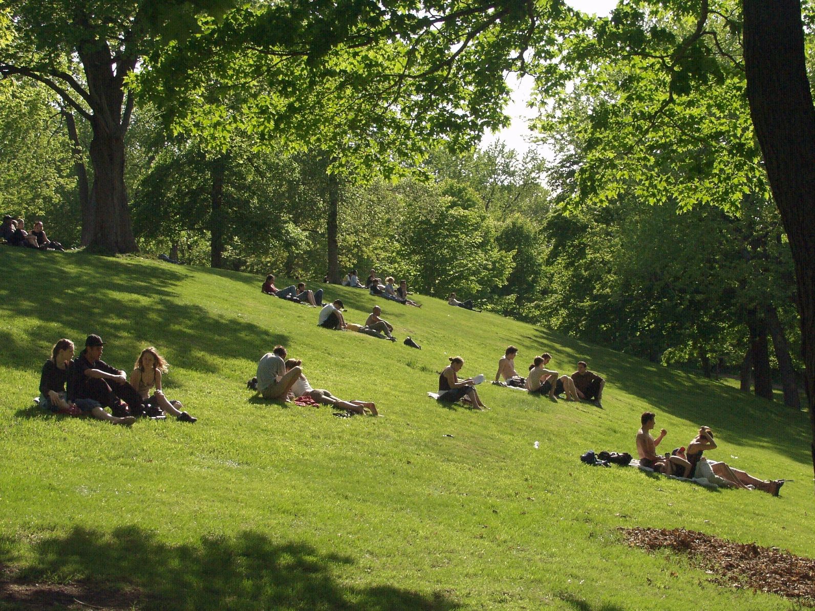 Buy Fresh Chinese Chestnuts Online | Taylor's Chestnut Farm