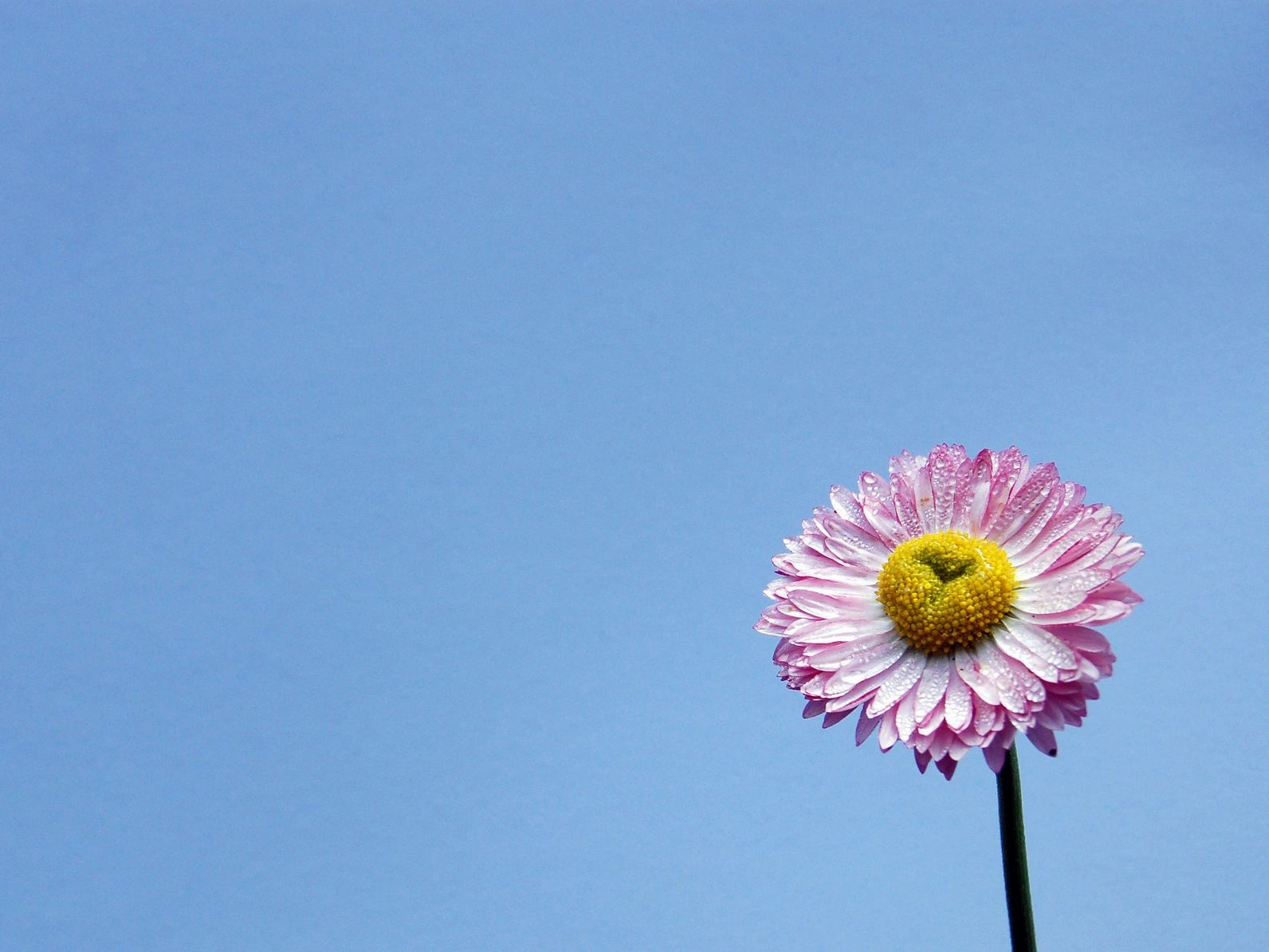 Bloom s Story