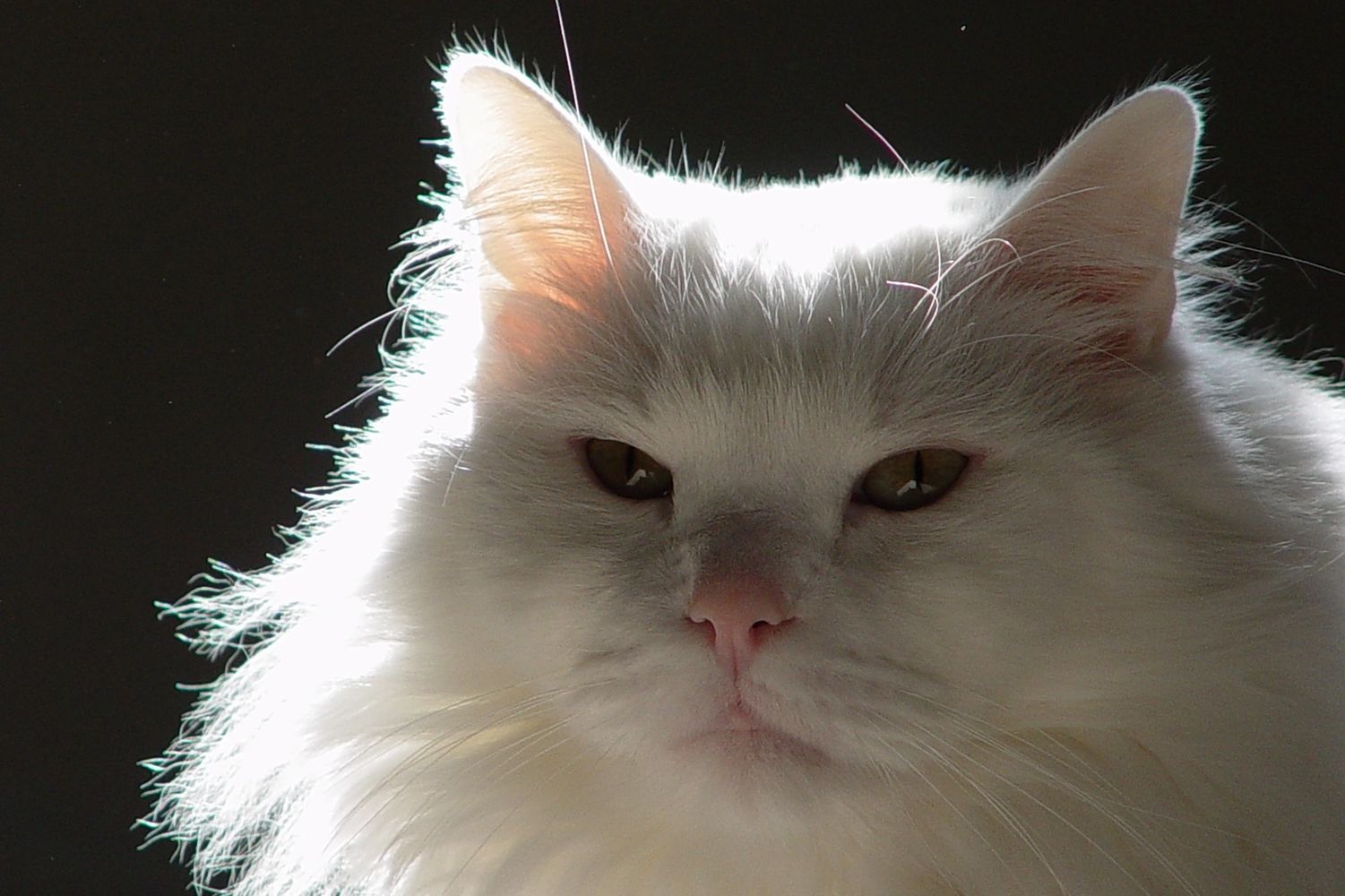 North Sky Ragdoll - Ragdolls Kittens - Danville, Vermont