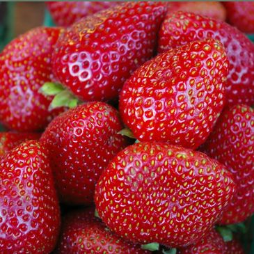 Tennessee's Best - Green Tomato Pickles, Old Fashion Chow Chow Relish