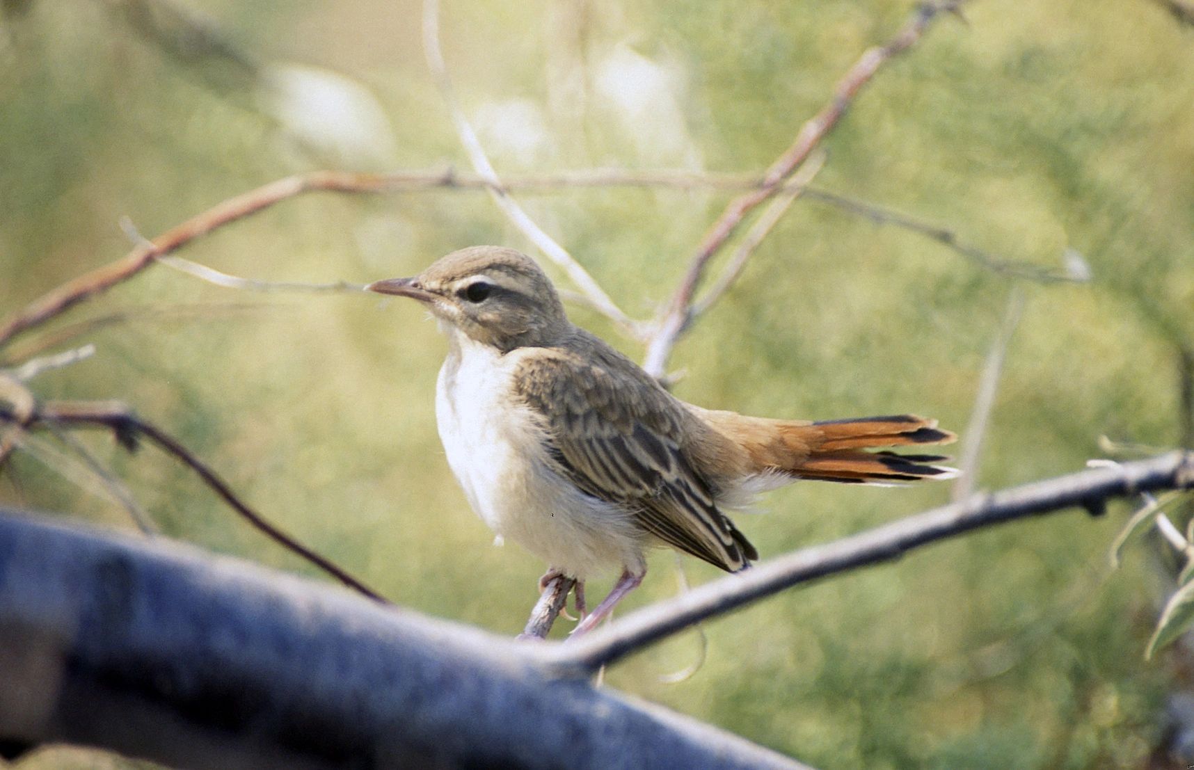 Beneficial Birds in SoCal Gardens