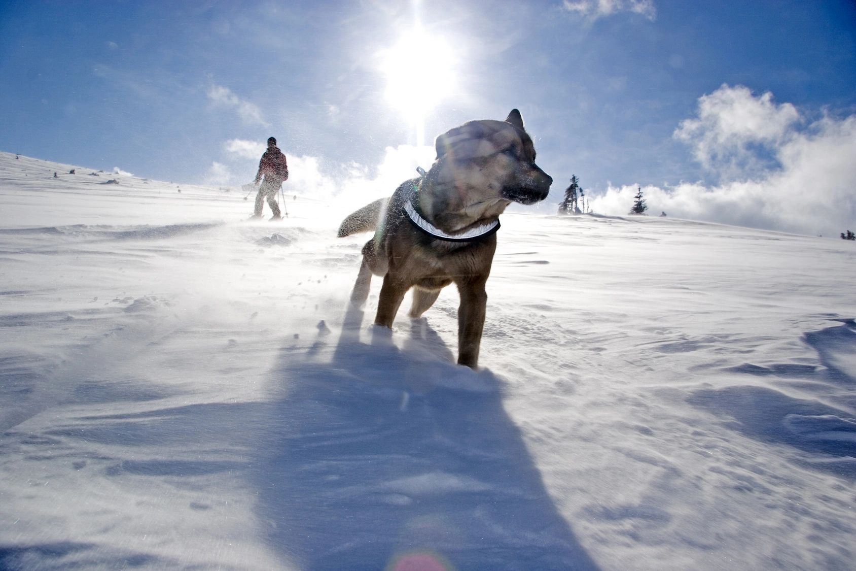 Snow Dog Rescue Baja