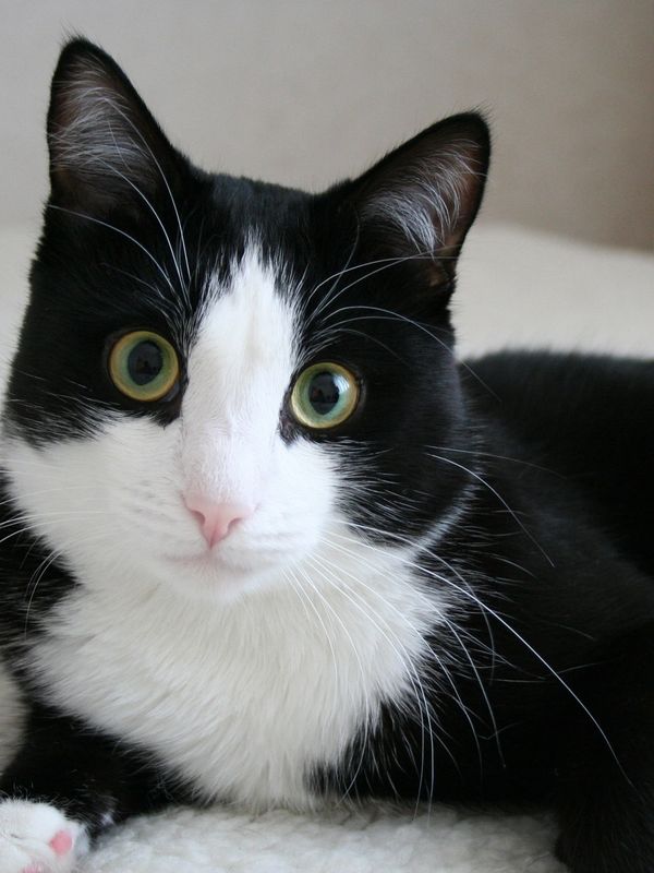 The Caffeinated Cat Cafe - Cats, Coffee & Community