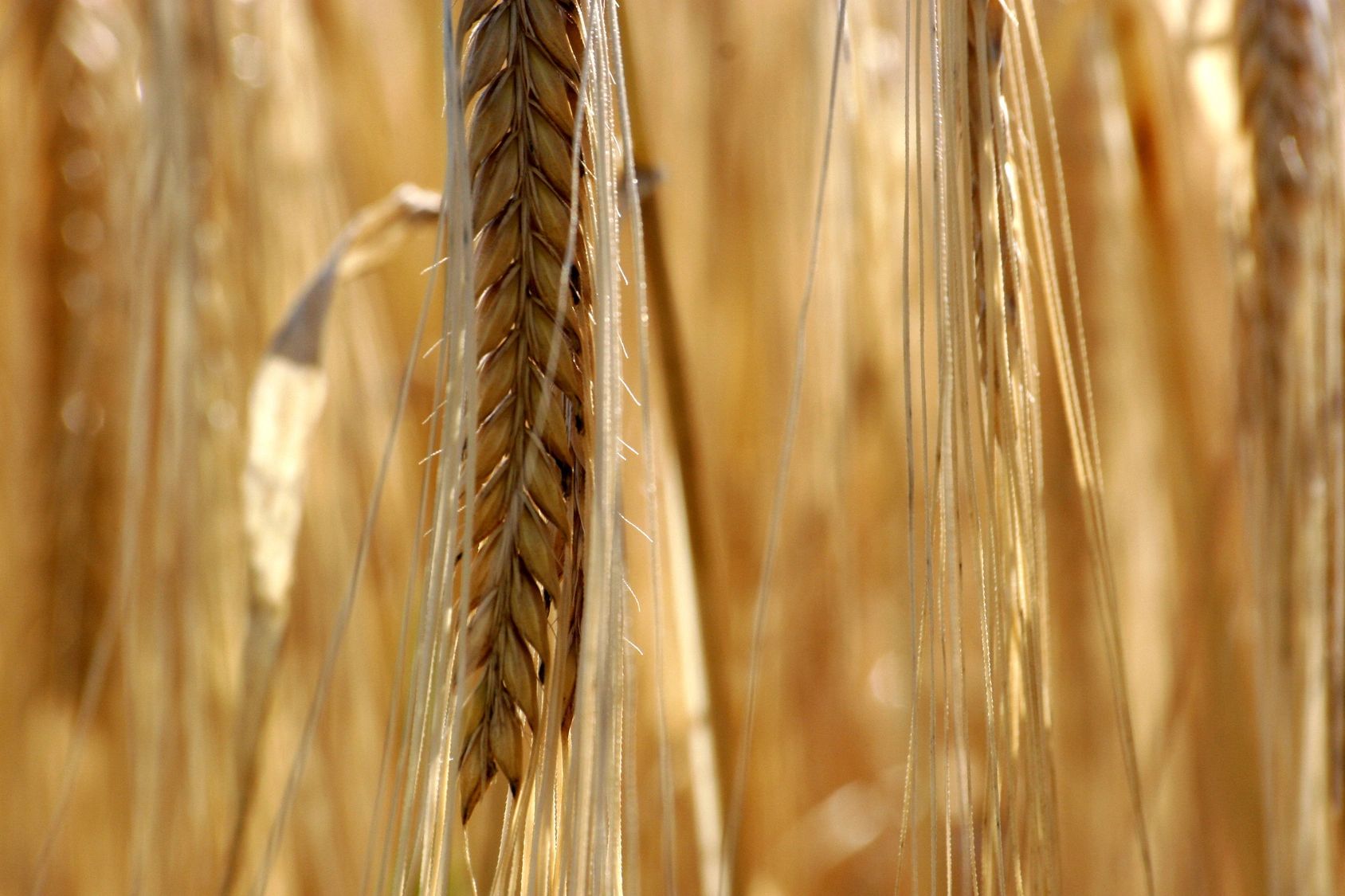 Grain Services Ltd